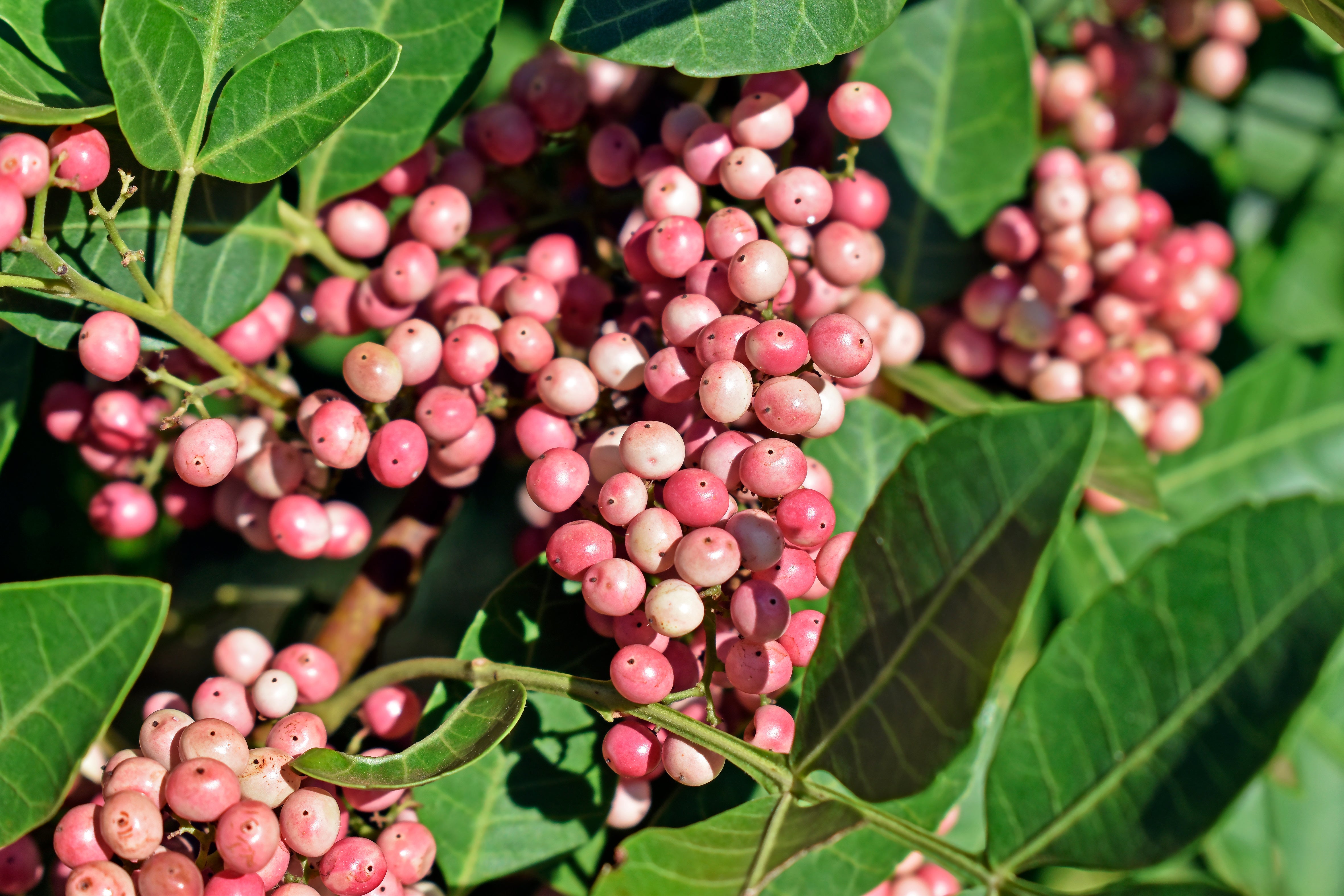 Pink Pepper Terebenthifoilius – Pell Wall